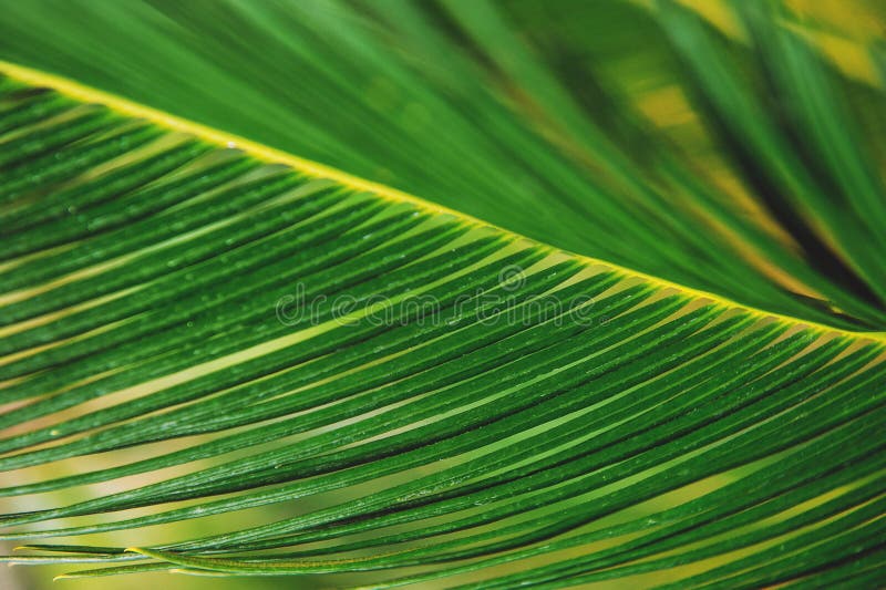 Natural Tropical Texture Background of Palm Leaf Stock Image - Image of ...