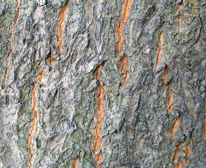 Gray Orange Bark of a Tree. Beautiful Tropical Texture. Stock Image ...