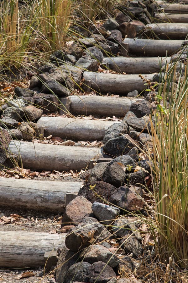 Natural Trunk Wood Stairs in a Forest Stock Photo - Image of outdoor ...
