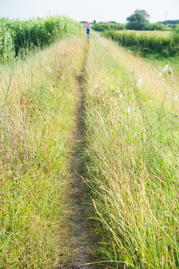 Natural tuscan path stock image. Image of landscape, agriculture - 75519003