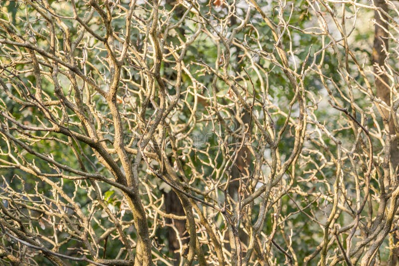 Natural twigs background stock photo. Image of stem, flora - 77284748