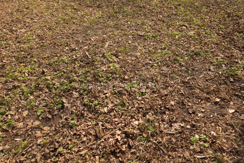 Natural Uncultivated Grass Plot in Autumn Stock Image - Image of field ...