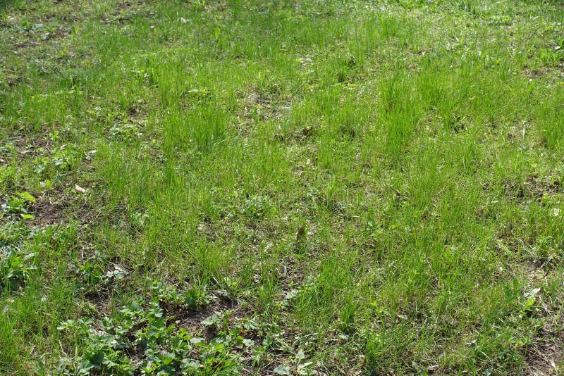 Grass-plot for New Lawn. stock image. Image of construct - 34234195