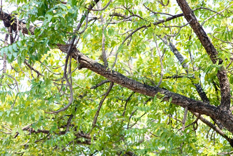 Natural under tree stock photo. Image of dusk, garden - 42851150
