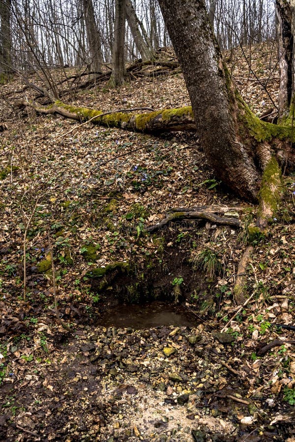 Natural Underground Spring Water Source in Wild Forest Stock Photo ...