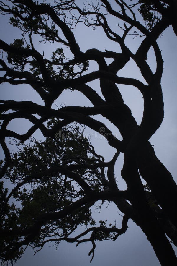 A Natural Unique Tree Branches Silhouette Stock Photo - Image of trees ...