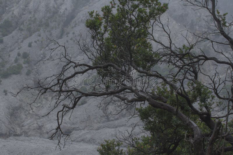 A Natural Unique Tree Branches Stock Image - Image of silhouette ...