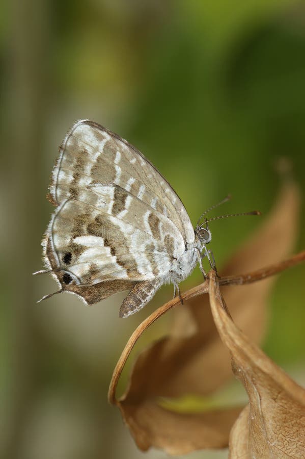 Natural Closeup on the Mediterranean Geranium Bronze Butterfly ...