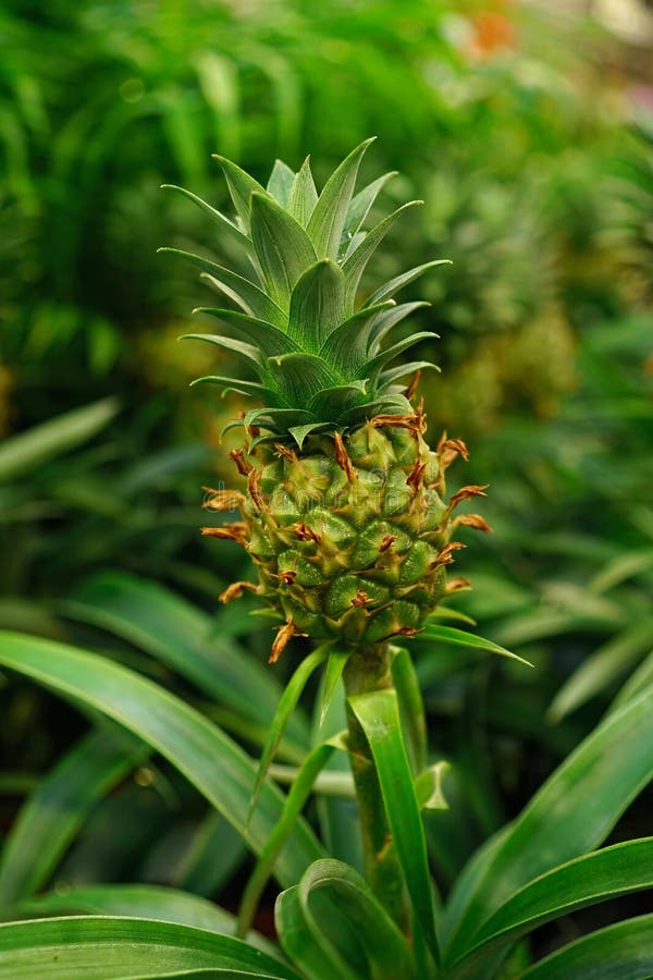 Vertical Closeup on a Tiny Pineapple Fruit Body , Growing in between Fresh Green Foliage Stock ...