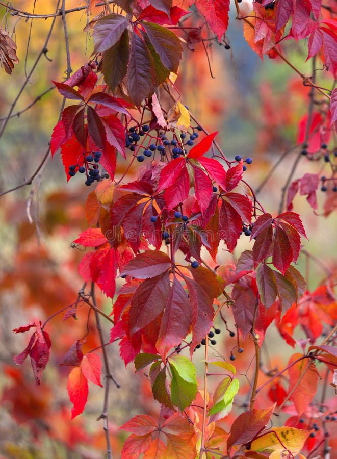Natural Vibrant Wild Grape Vines. Stock Image - Image of plant, grapes ...