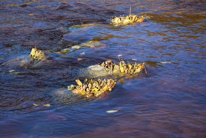 Natural View of Beautiful Fallen Dry Fall Leaves Floating on River ...