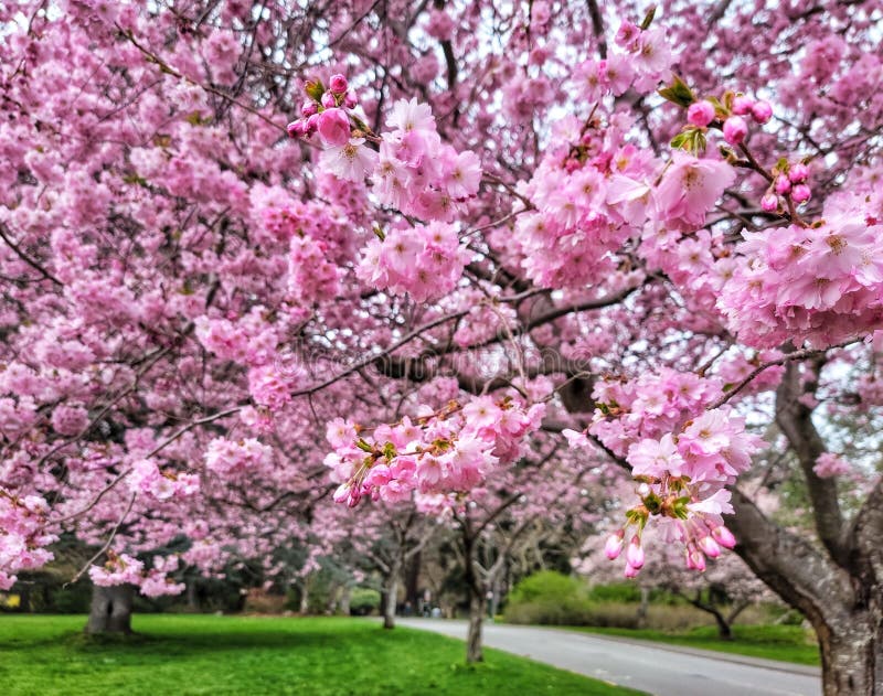 Natural View of Beautiful Pink Cherry Blossoms on Tree Branches in a ...