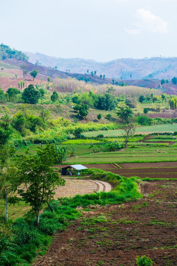 Natural View at Chiang Rai Province Stock Photo - Image of ecology ...