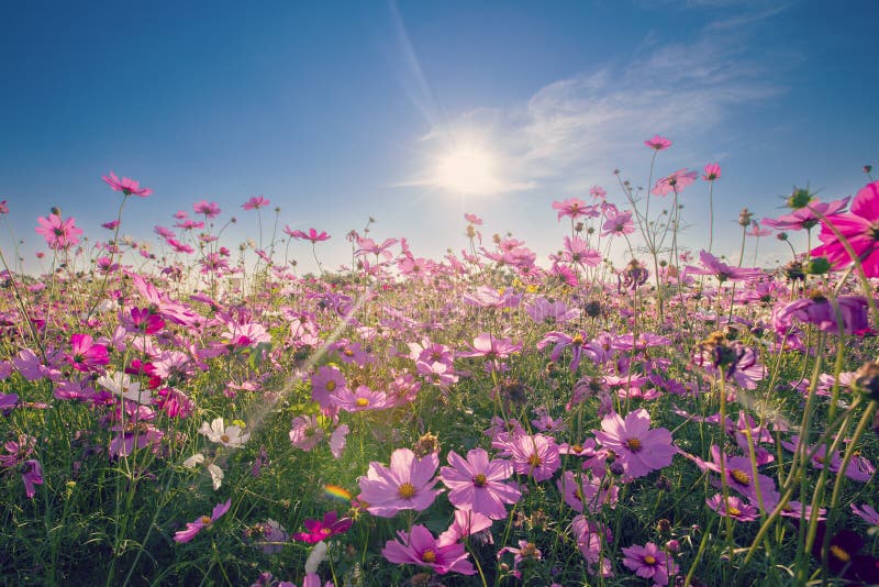Natural View Cosmos Filed and Sunset on Garden Background Stock Photo ...