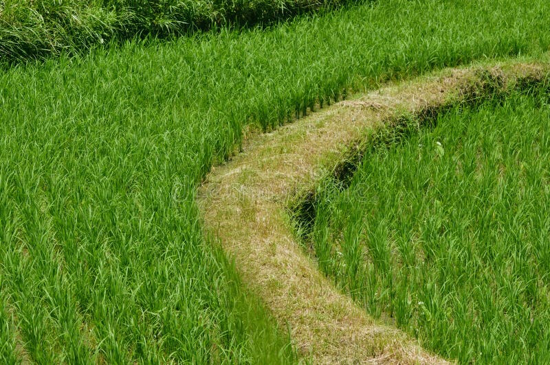 Natural View of Curved Paddy Field Dikes between the Rice Plants Stock ...