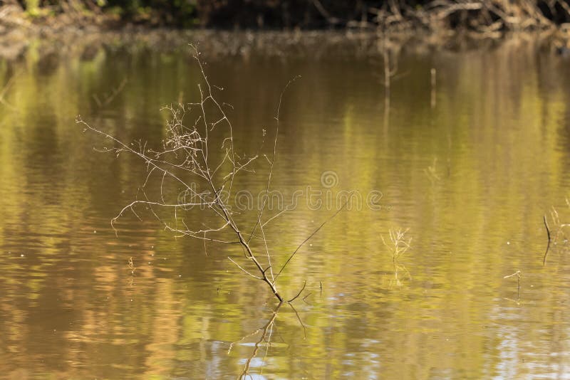 Natural View of Dead Tree Branches Fallen into a Calm River Stock Photo ...