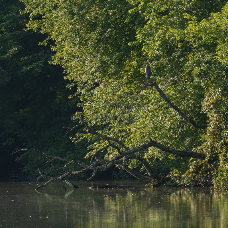 Natural View of Fallen Tree Branch in the River Stock Photo - Image of ...