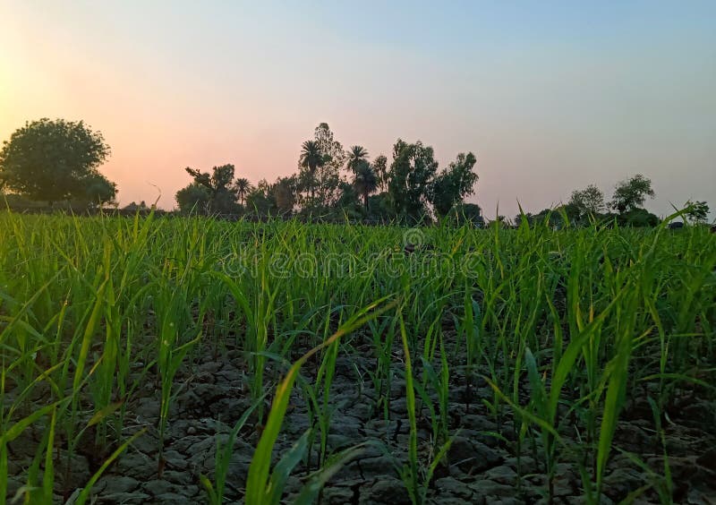 Natural view of a field stock image. Image of green - 194589053