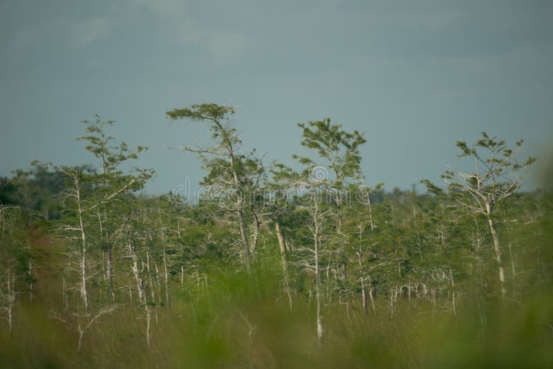 Natural View of Forest Landscape in the Everglades in Florida, USA ...