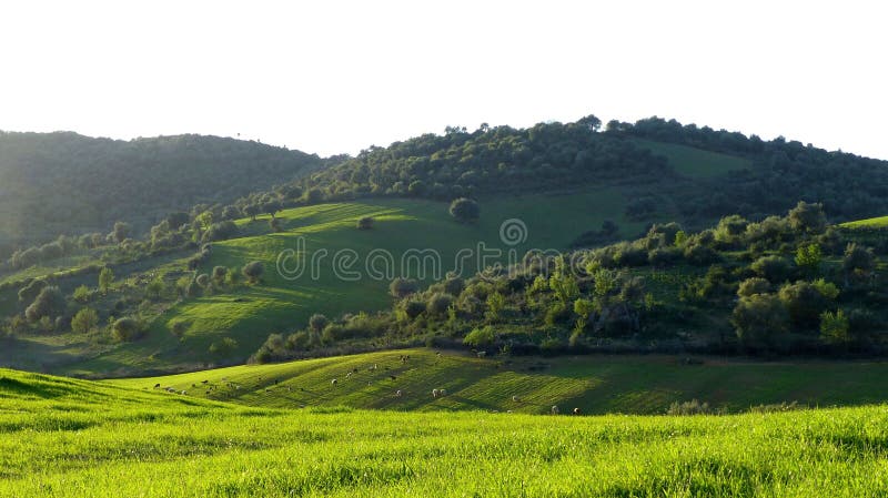 Natural View of a Green Field and Forest Landscape in the Countryside ...
