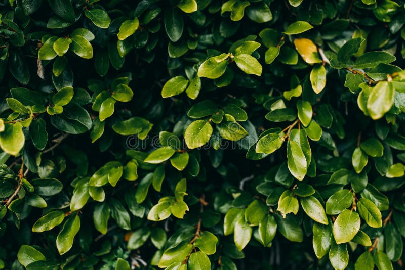 Natural View of Green Leaves Stock Photo - Image of light, background ...