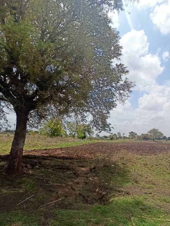 Natural View of Green Tree with Cloud Around Tree Stock Image - Image ...