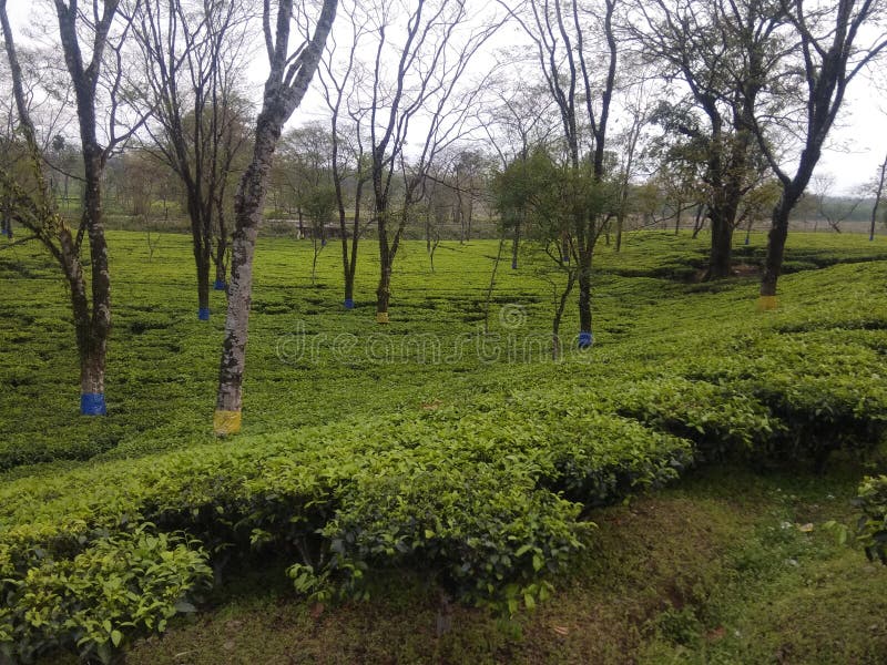 Natural View of Beautiful Tree Garden Stock Photo - Image of brown ...