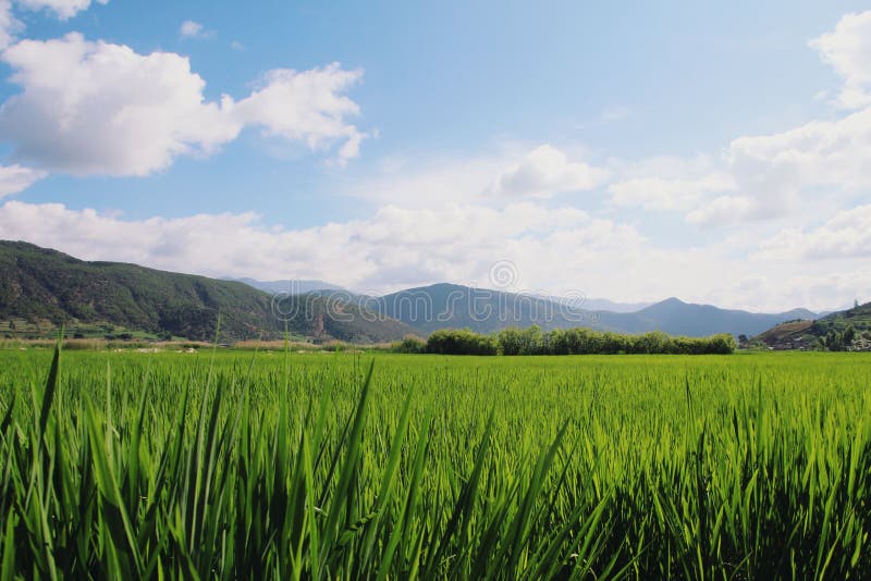 Natural View of a Greenfield Under a Cloudy Blue Sky Stock Photo ...