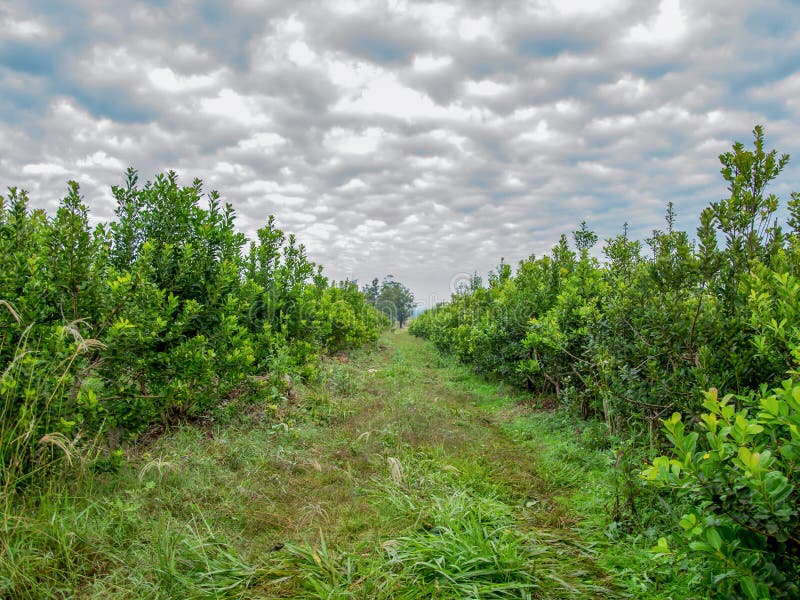Natural View of a Land Lot with Bushes Under the Cloudy Sky Stock Photo ...