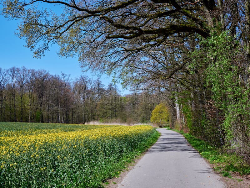 Natural View of the Narrow Pathway with Trees in the Right and Field on ...
