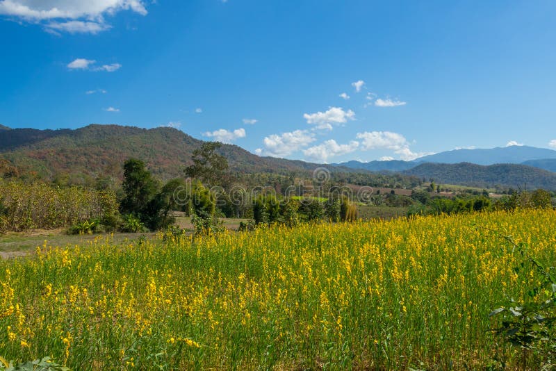 Natural View at Pai, Thailand. Stock Photo - Image of flora, sunlight ...