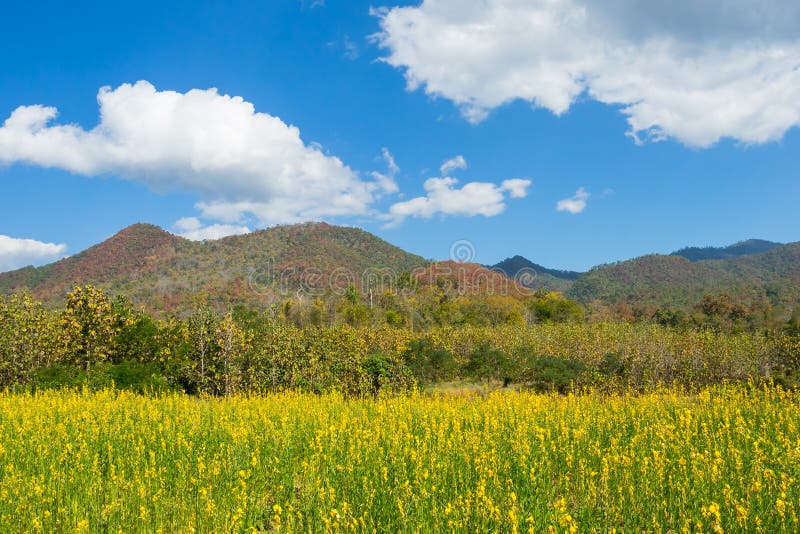 Natural View in Pai Thailand Stock Image - Image of garden, countryside ...