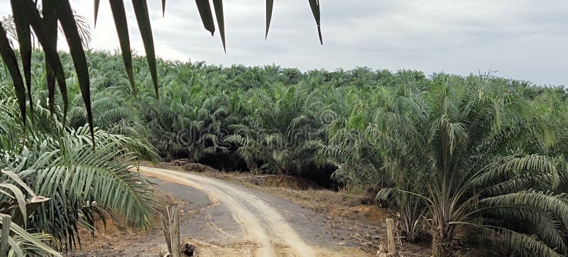 Natural View Palm Oil stock image. Image of view, palm - 263011335