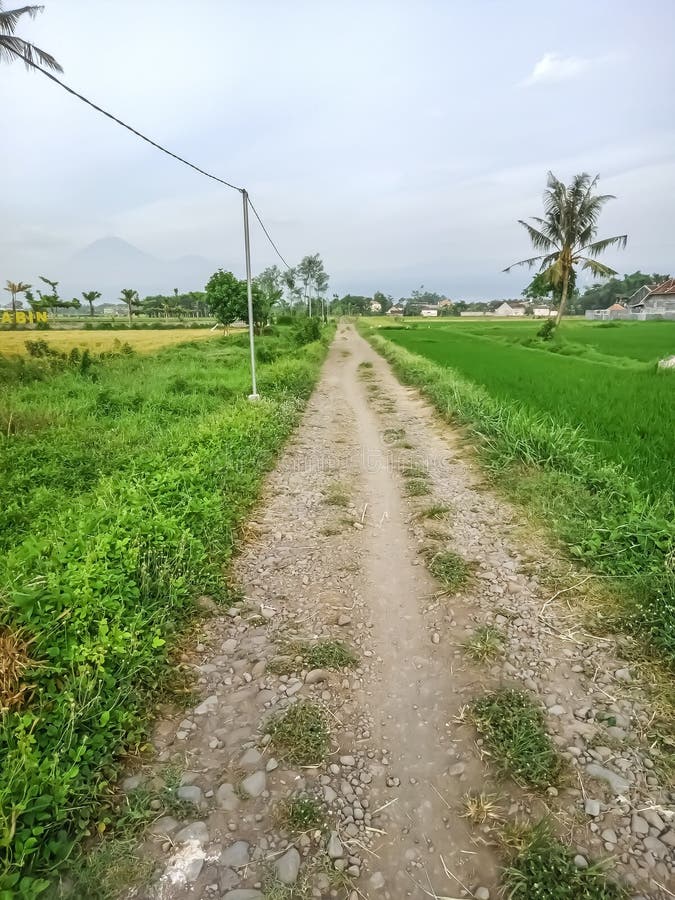 Natural View of the Path in the Middle of Rice Fields Stock Image ...