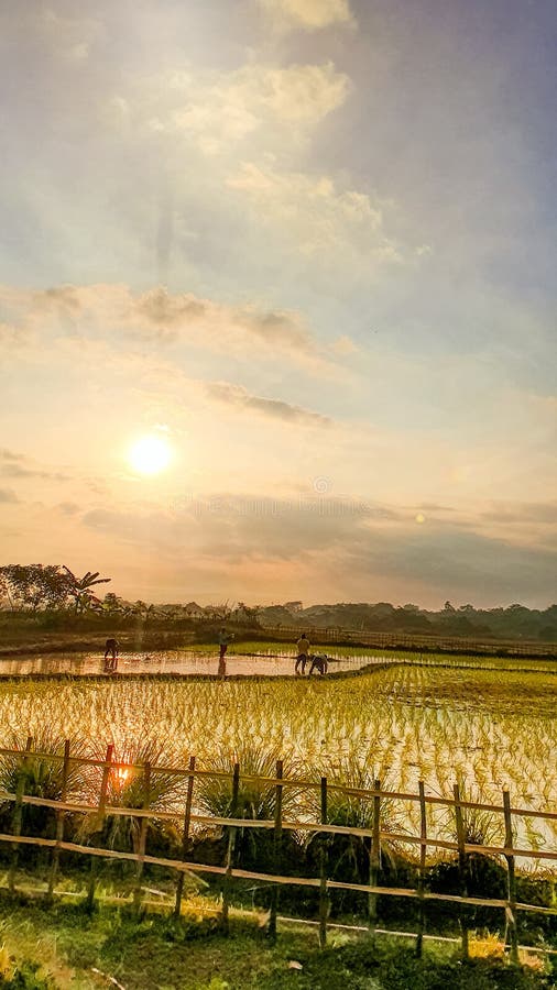 Natural View of Rice Fields. Farmer in the Field in the Afternoon Stock ...