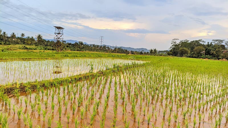The Natural View of Rice Fields is Suitable for Natural Backgrounds ...