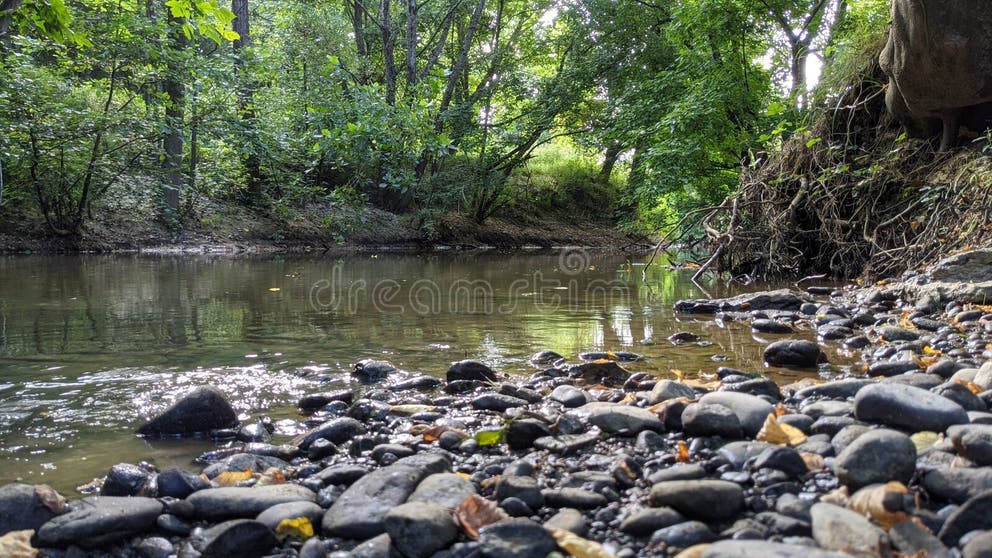 Natural View of a Rocky Riverside in a Forest Stock Image - Image of ...