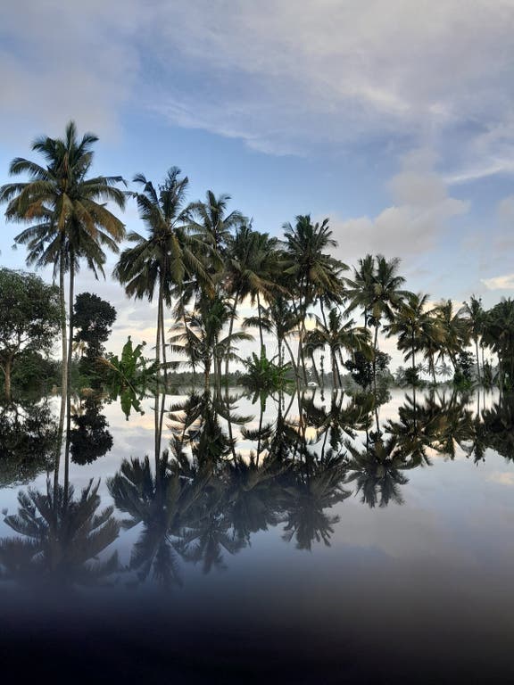 Natural View of Rows of Coconut Trees in Rice Fields Stock Photo ...