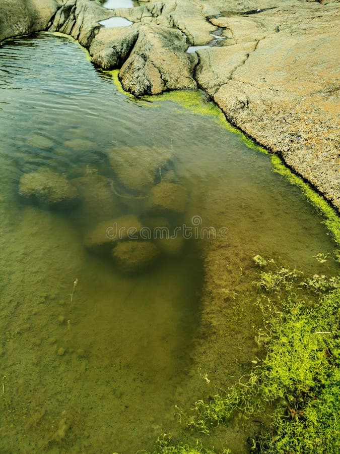 Natural View of Shallow Water with Green Algae on the Surface Stock ...