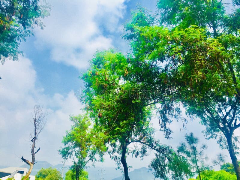 Sky beauty stock image. Image of beauty, tress, natural - 123768797