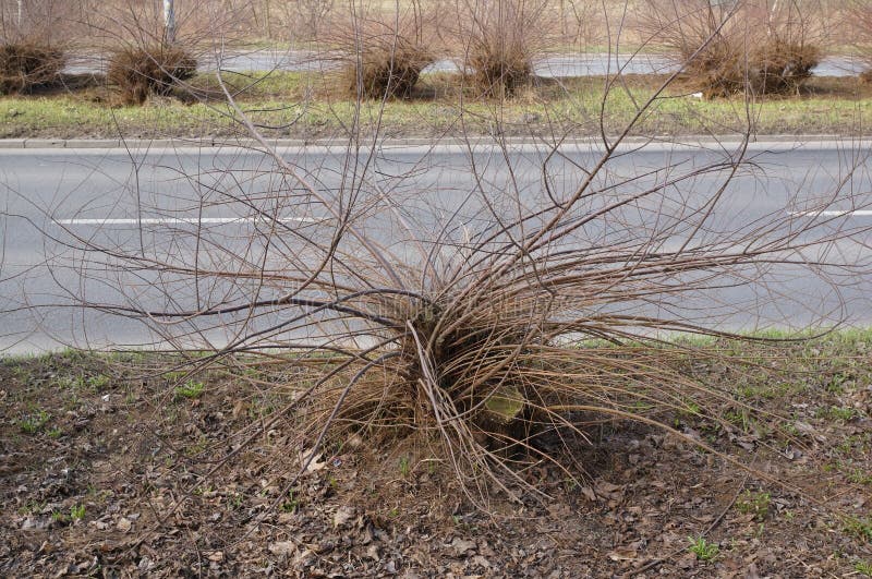 Natural View of a Small Leafless Tree by a Road Stock Photo - Image of ...