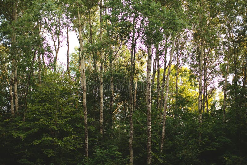 Natural View of Thick Forest on a Sunny Day Stock Photo - Image of ...