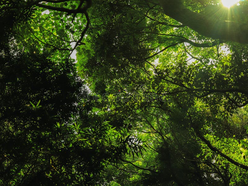 Natural View of Thick Tree Leaves with Sunlight Shining through ...