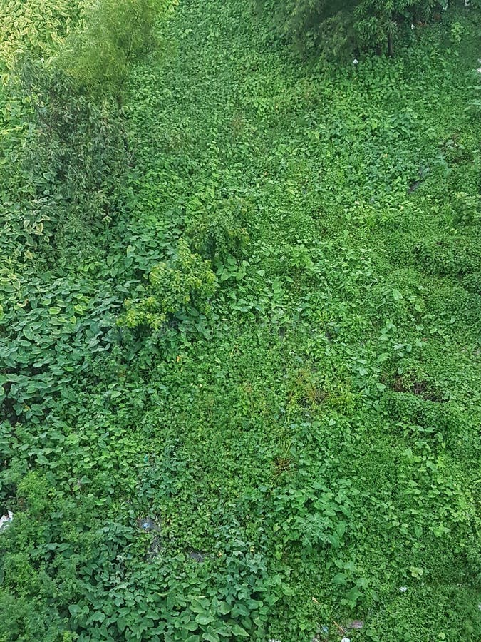 Natural view at the top stock photo. Image of soil, woodland - 228414452