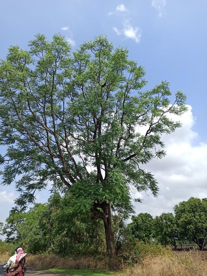 Natural View Tree Besides Road Looking Beautiful Scenery with Clouds ...