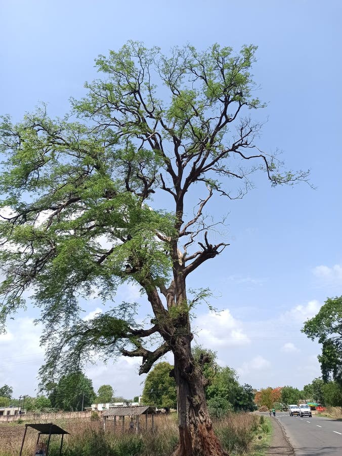 Natural View Tree Besides Road Looking Beautiful Scenery Stock Photo ...