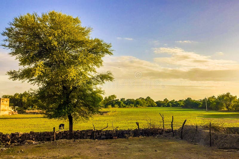 Natural View of a Tree in Fields Stock Image - Image of layer, natural ...