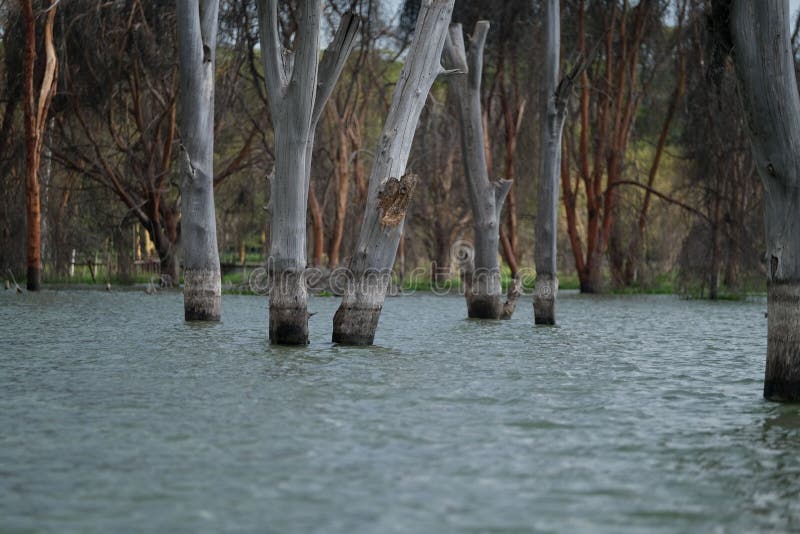 Natural View of Trees Submerge into Water Stock Image - Image of travel ...