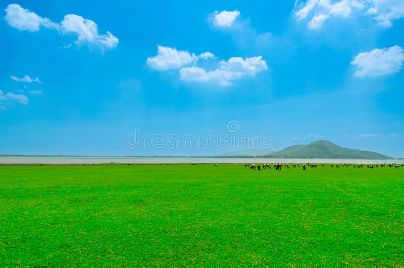 Natural View Wide Fields Clear Sky Cow Stock Photo - Image of view ...