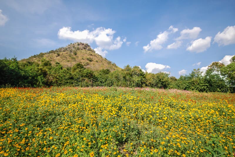Natural View stock photo. Image of farm, organic, plant - 31781820